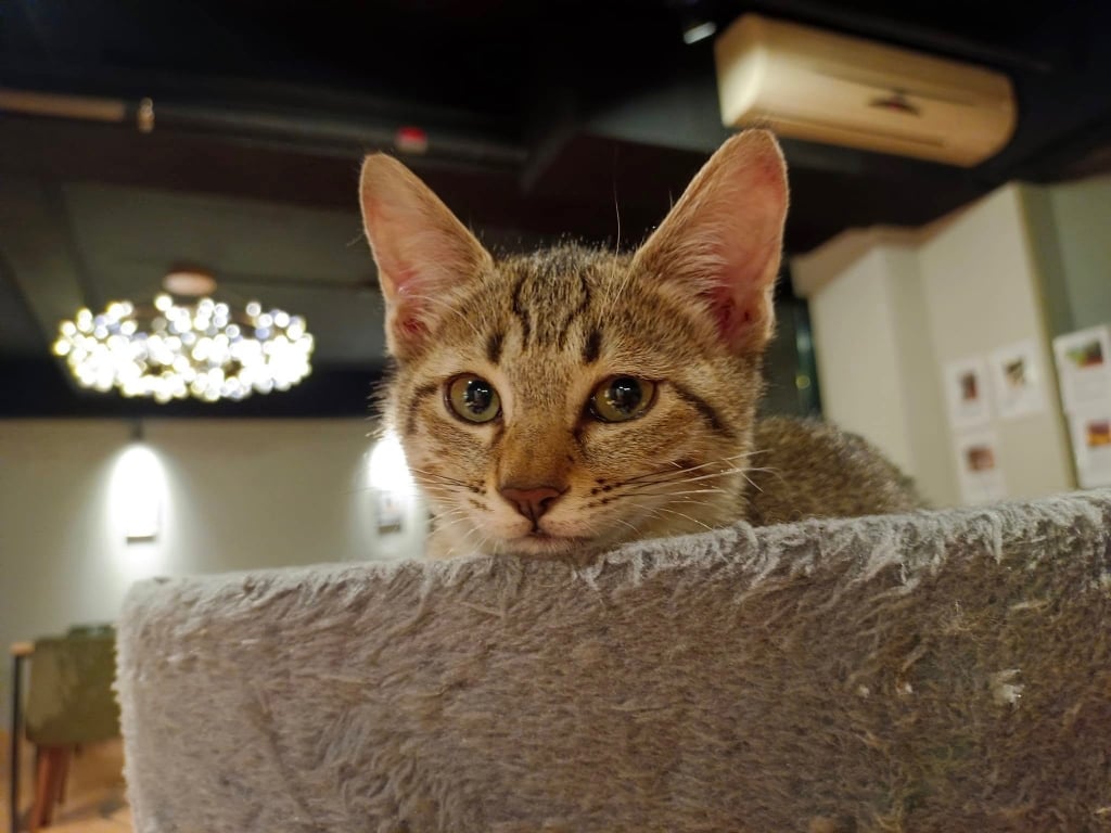Top 10 Pet-Friendly Cafes in Taipei｜Ultra-Soothing Cats and Dogs ...